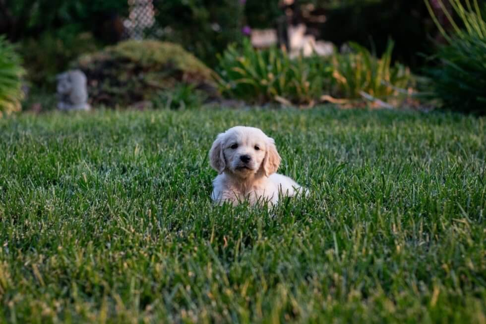 Artificial Grass – Lavraki